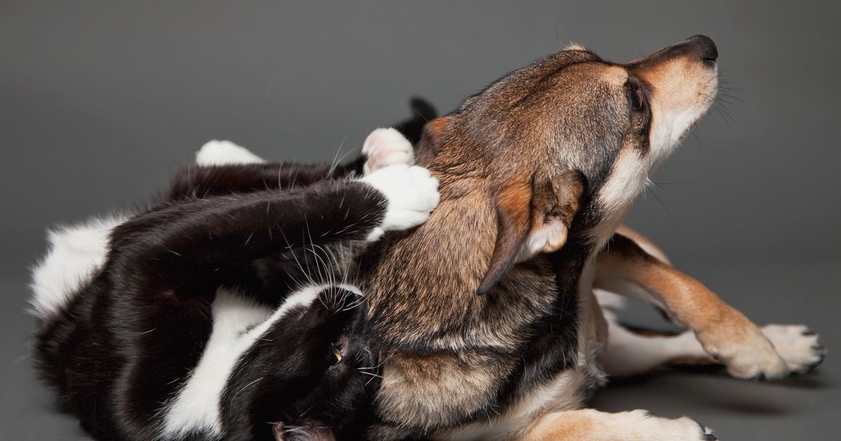 Na Tajvanu prepovedali uživanje psov in mačk - Metropolitan.si