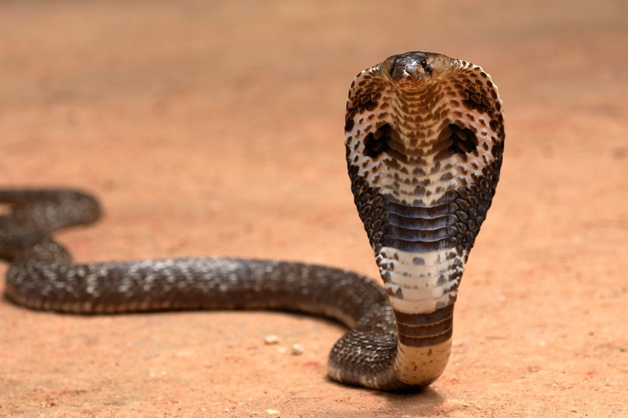 Dojenje usodno za indijsko deklico, katere mamo je ugriznila kača ...