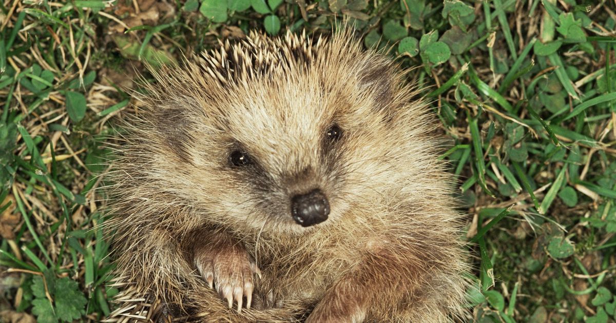 Policija rešila ježa, ki ga je premamil vonj po bananah - Metropolitan.si