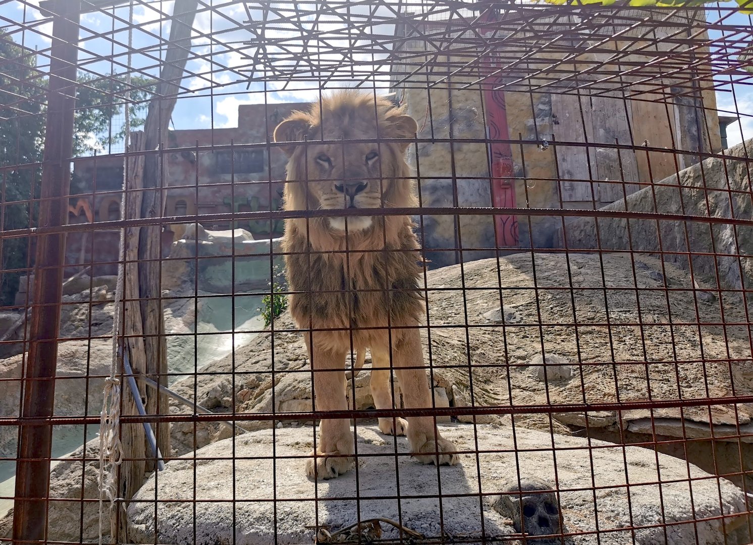 Kaj imajo Slovenske Konjice s konji in še 5 odličnih razlogov za obisk ...