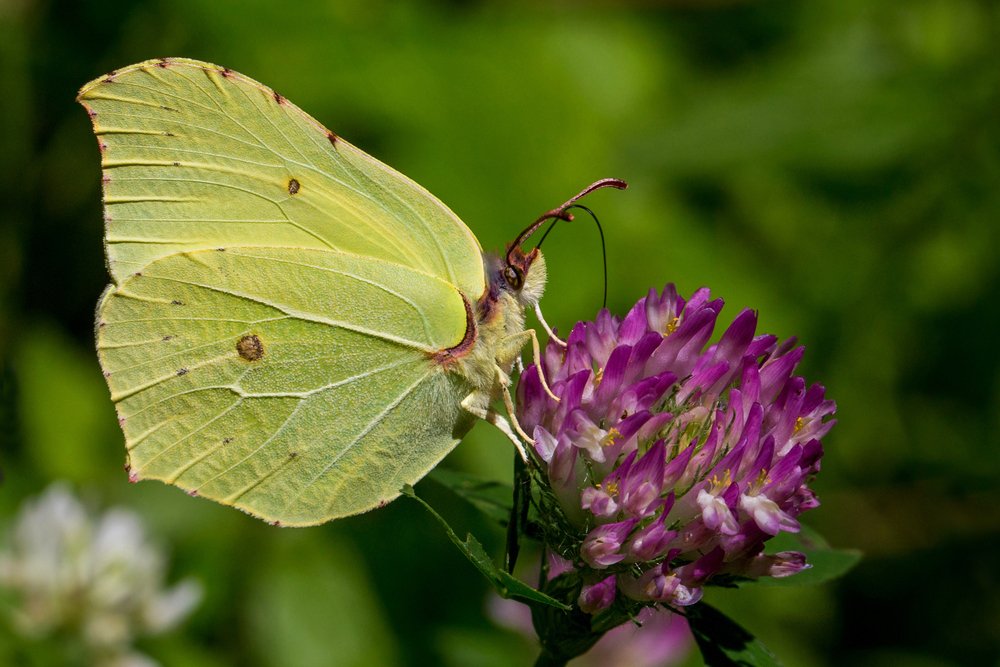 Nekaj zanimivosti o metuljih, ki so kazalnik zdravega okolja ...