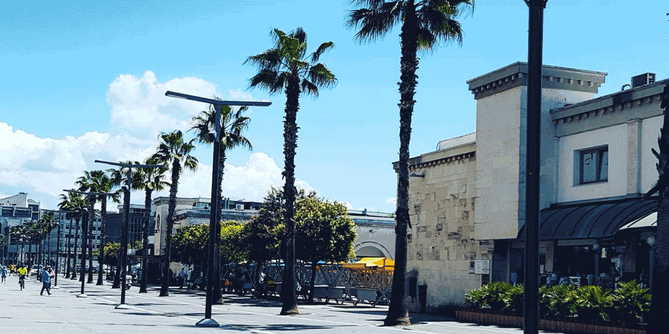 VIDEO: Kaj? Koprska promenada bo ostala brez palm? - Metropolitan.si