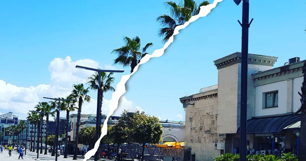 VIDEO: Kaj? Koprska promenada bo ostala brez palm? - Metropolitan.si