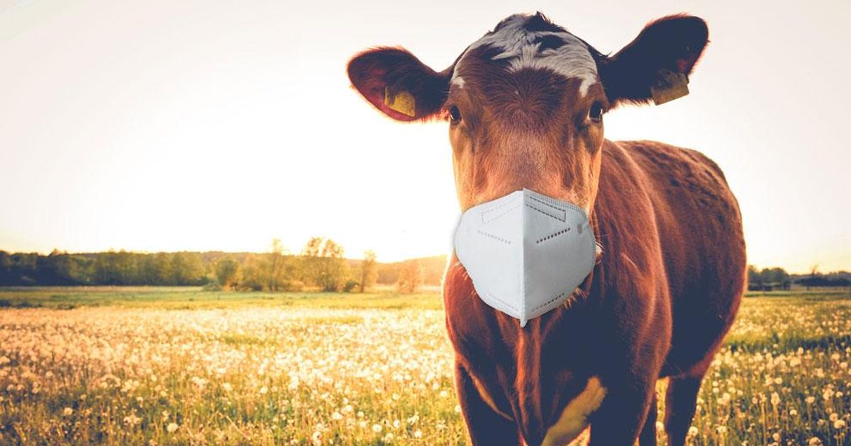 Bizarna novost: obrazne maske za krave! - Metropolitan.si