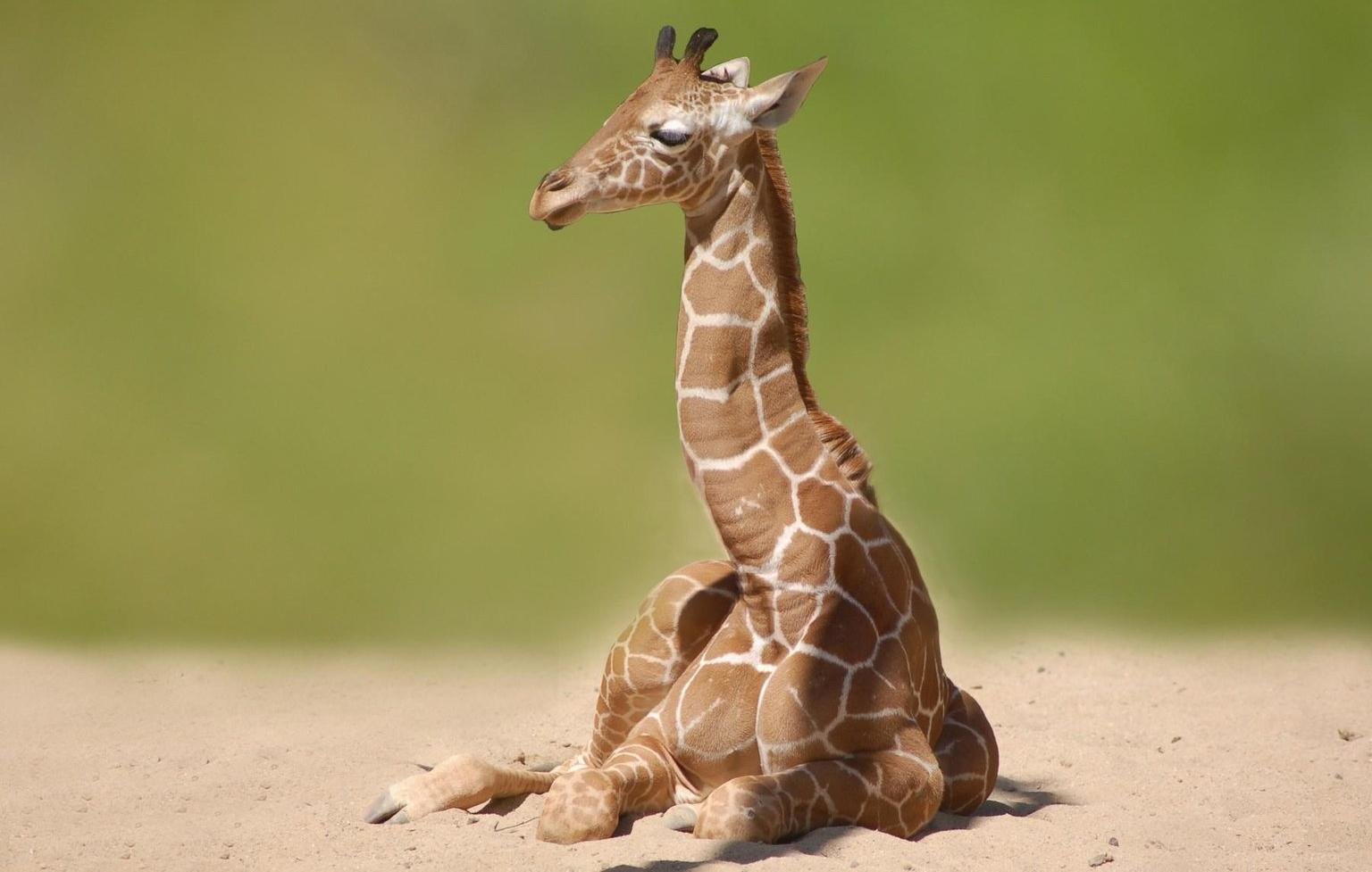 Kako je žirafa dobila svoj dolgi vrat – ni to, kar so nas učili ...