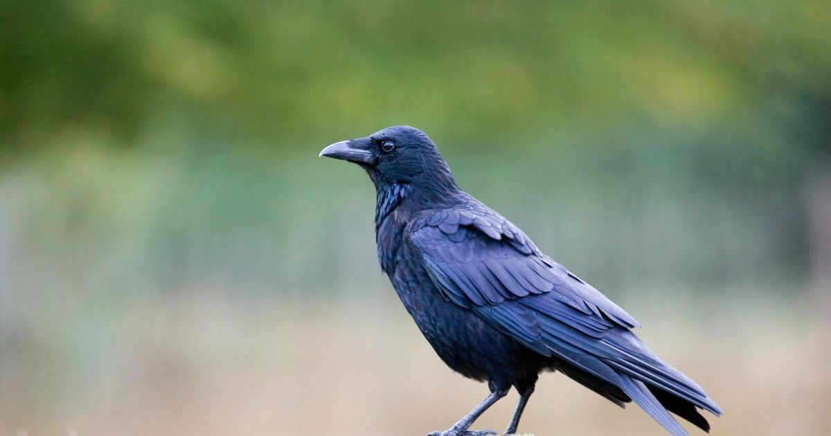 Komu so vrane tako na poti, da jih je treba pobijati? - Živali ...