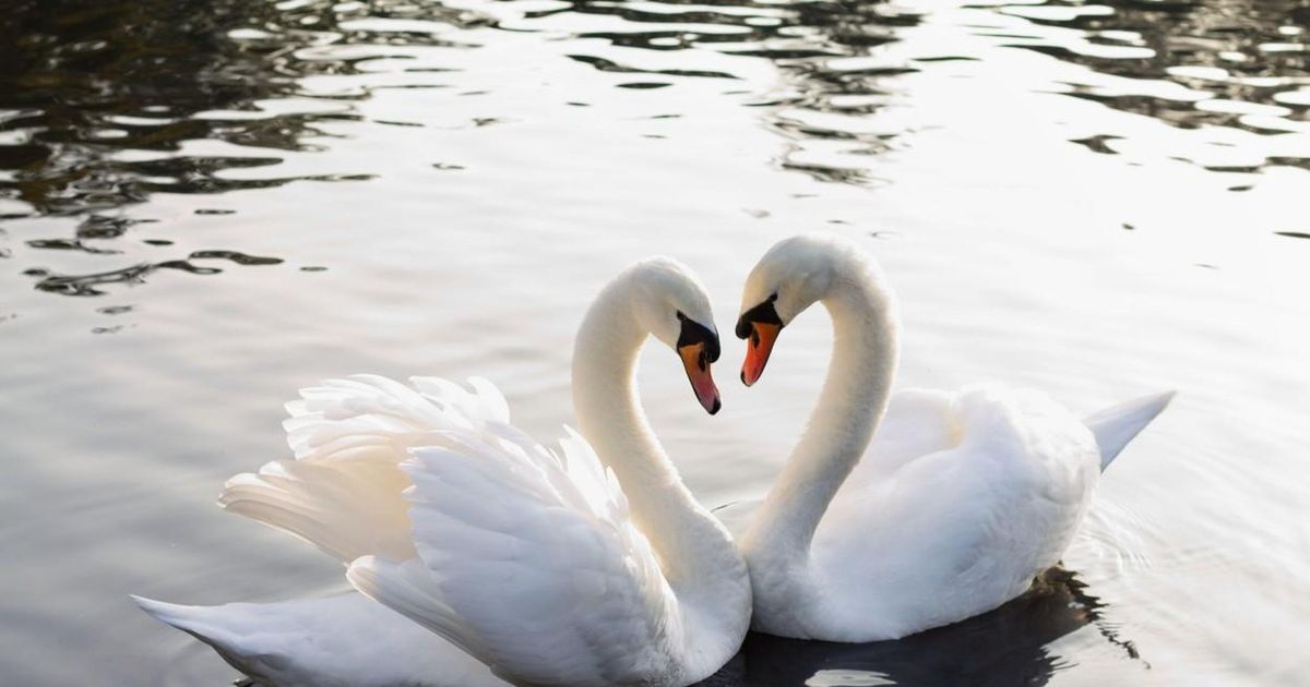 Ste vedeli, da labodji samec in samica ostaneta skupaj vse življenje ...