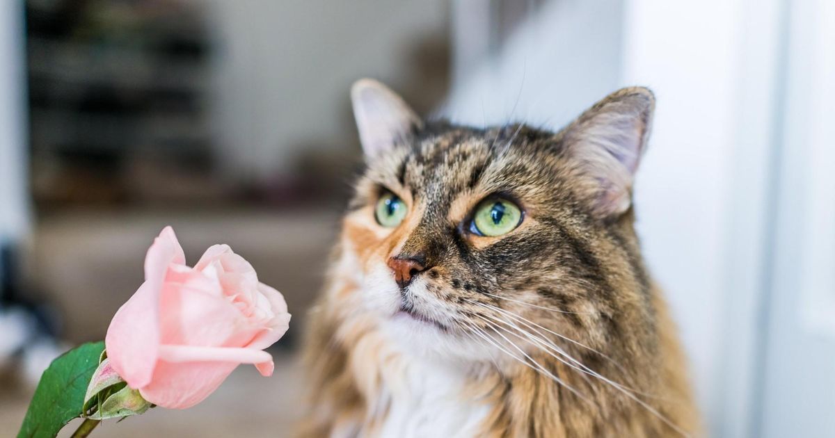 TO so vonji, ki jih vaša mačka ne prenese - Metropolitan.si