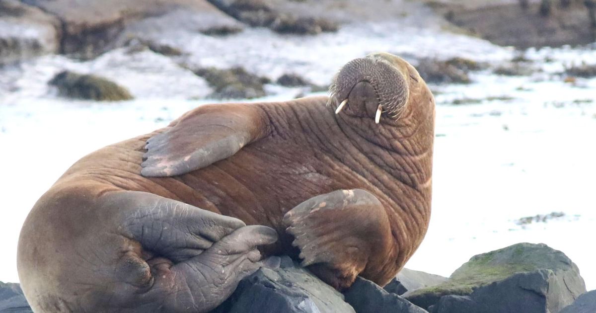 Bo mrožinja Freya dobila svoj kip? - Živali - Metropolitan.si
