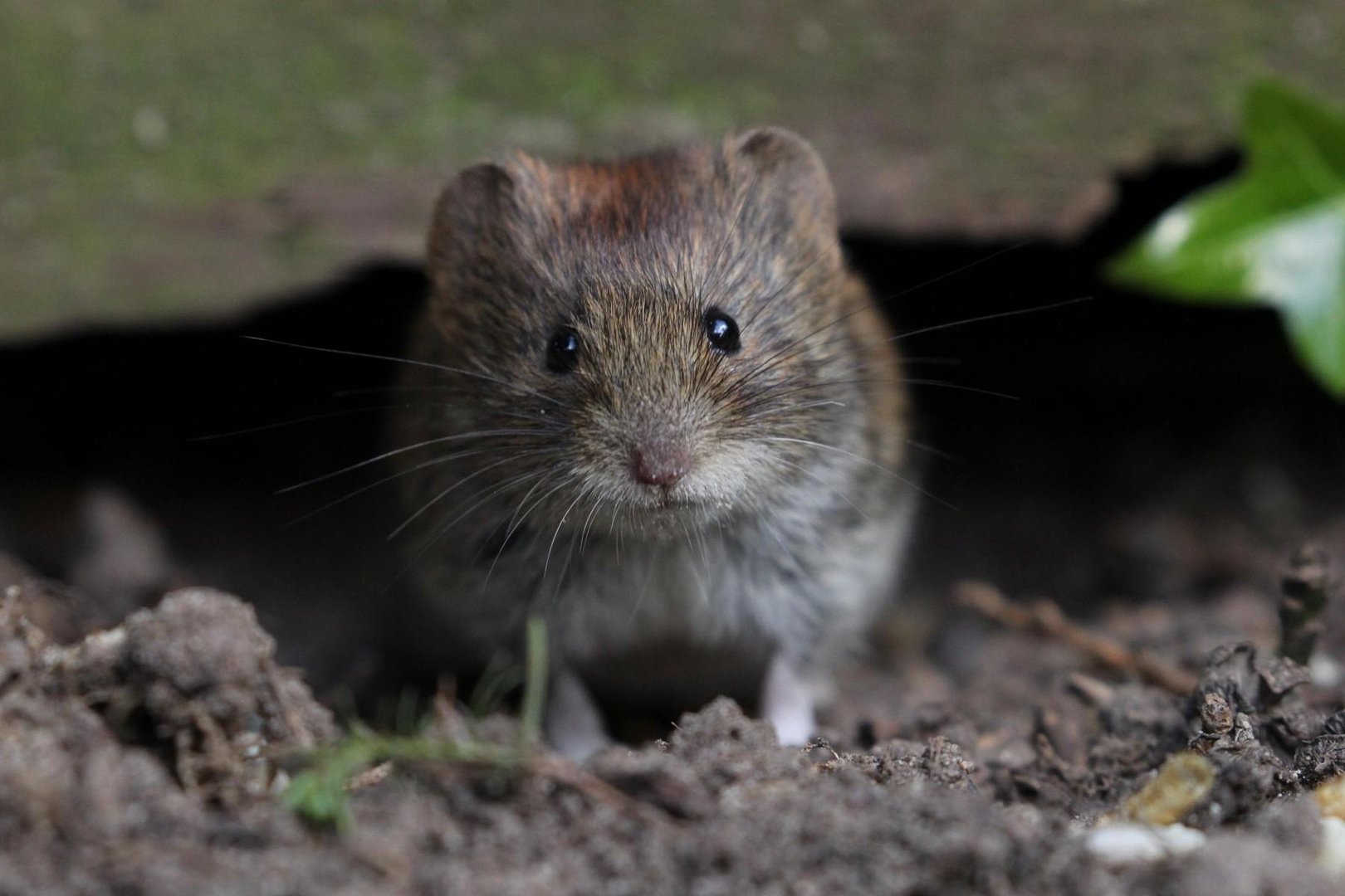 TO so vonji, ki jih voluharji sovražijo - Živali - Metropolitan.si