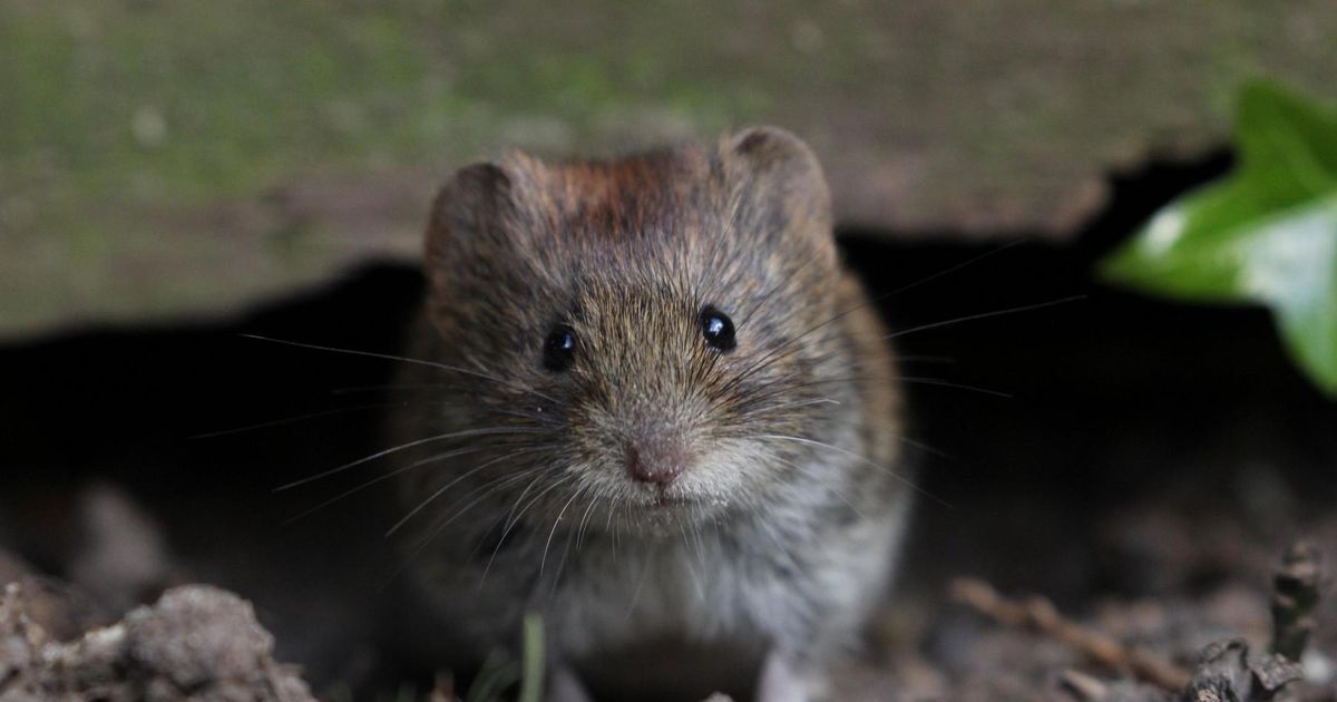 TO so vonji, ki jih voluharji sovražijo - Živali - Metropolitan.si