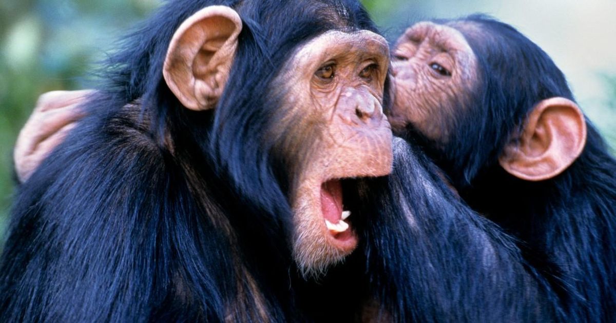 Šimpanza Sacha in Kangoo se pripravljata na zahtevno potovanje (VIDEO ...