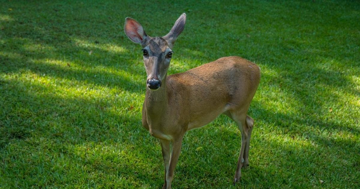 Če se srne obnašajo preveč udomačeno, potrebujejo pomoč - Metropolitan.si