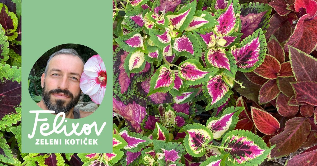 Nasveti, kako skrbeti za pisane rastline: naj vam polepšajo meglena jesenska jutra - Zeleno ...