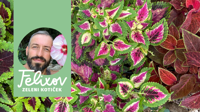 Nasveti, kako skrbeti za pisane rastline: naj vam polepšajo meglena ...