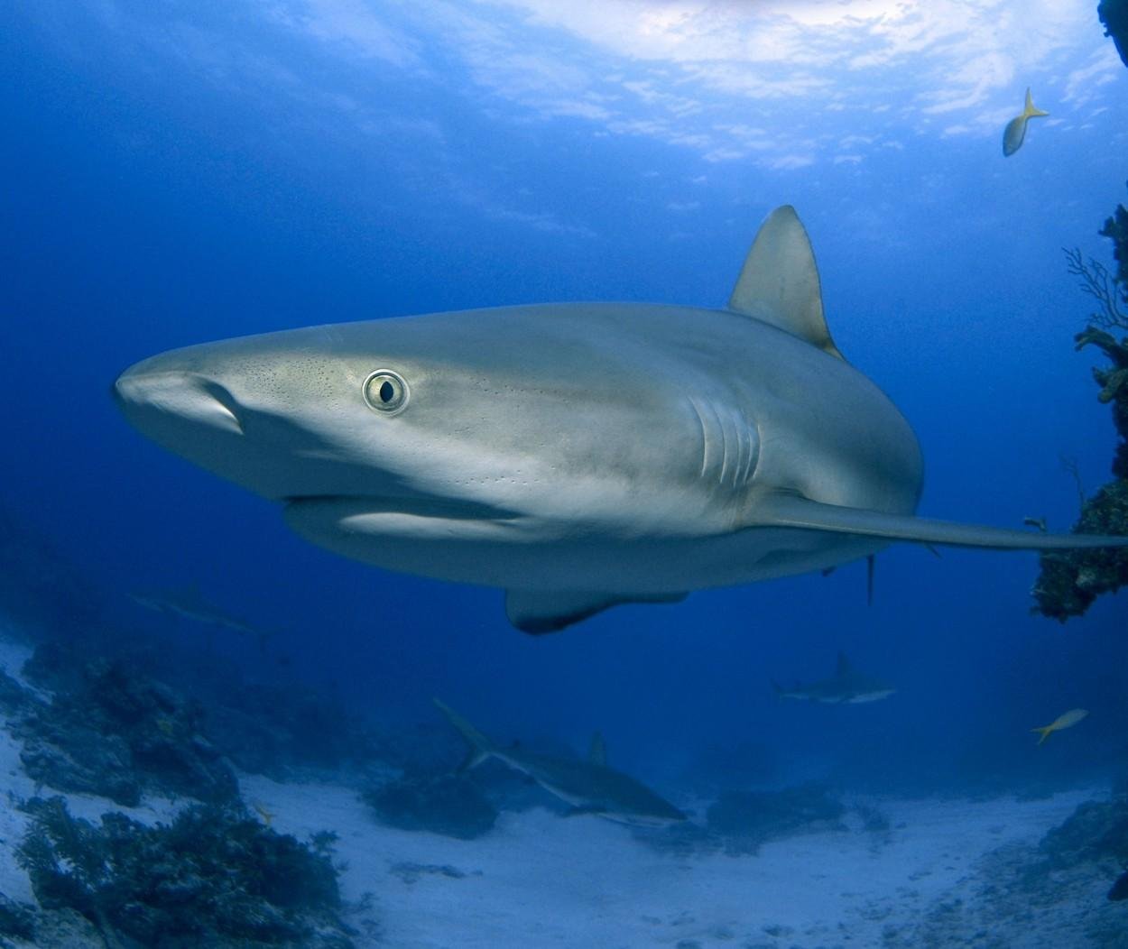 Zakaj tam, kjer so morski psi, ne smete nositi bleščečega nakita ...