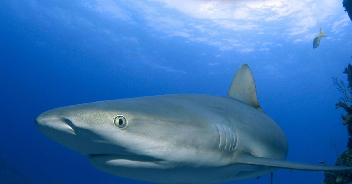 Zakaj tam, kjer so morski psi, ne smete nositi bleščečega nakita ...