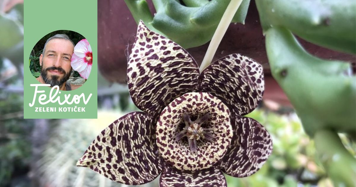 Uuuf, kako smrdi! Tega navadno ne rečemo za rastline, a prav bi bilo ...