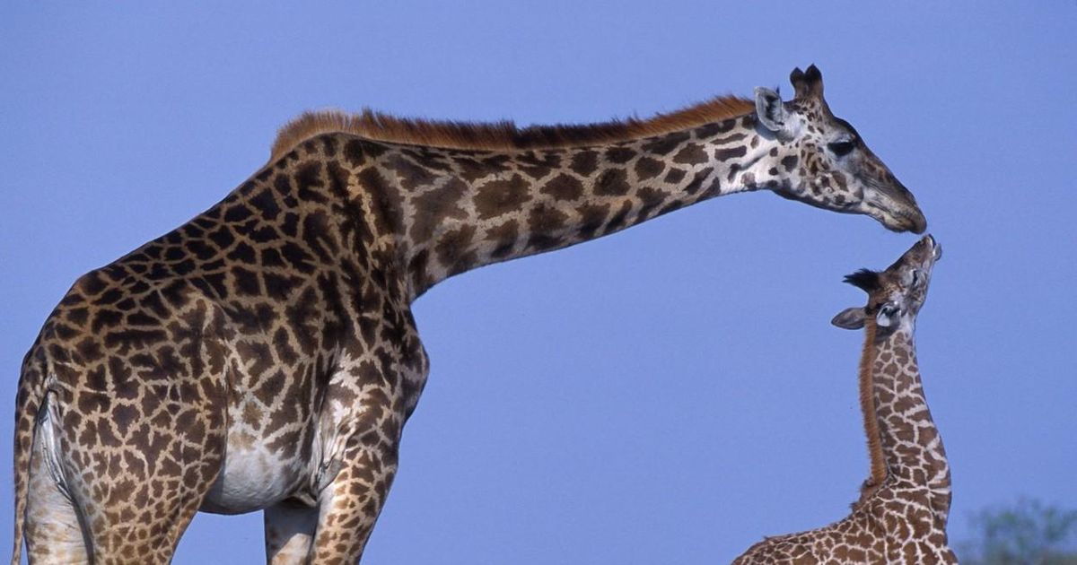 Mala žirafa se je odločila za spektakularen prihod na svet ...