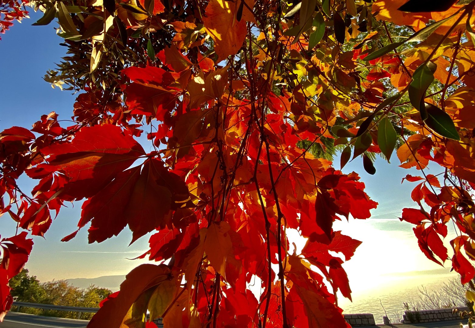 Jesen je tu in z njo pisane barve: kako lahko z rastlinami pričarate ...
