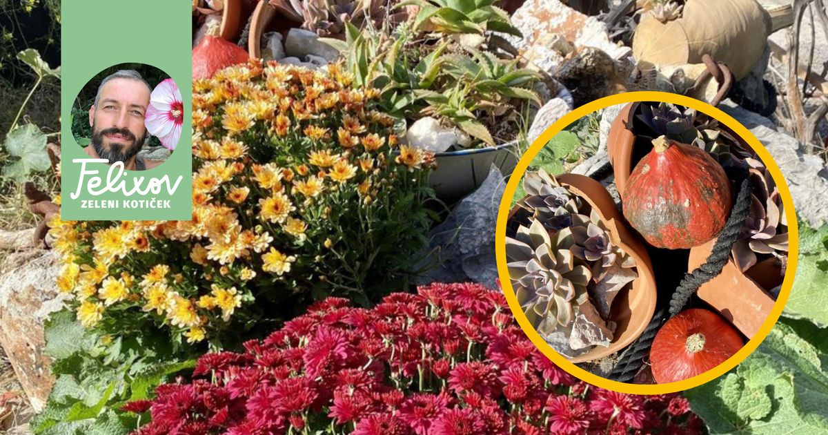 Jesen je tu in z njo pisane barve: kako lahko z rastlinami pričarate ...