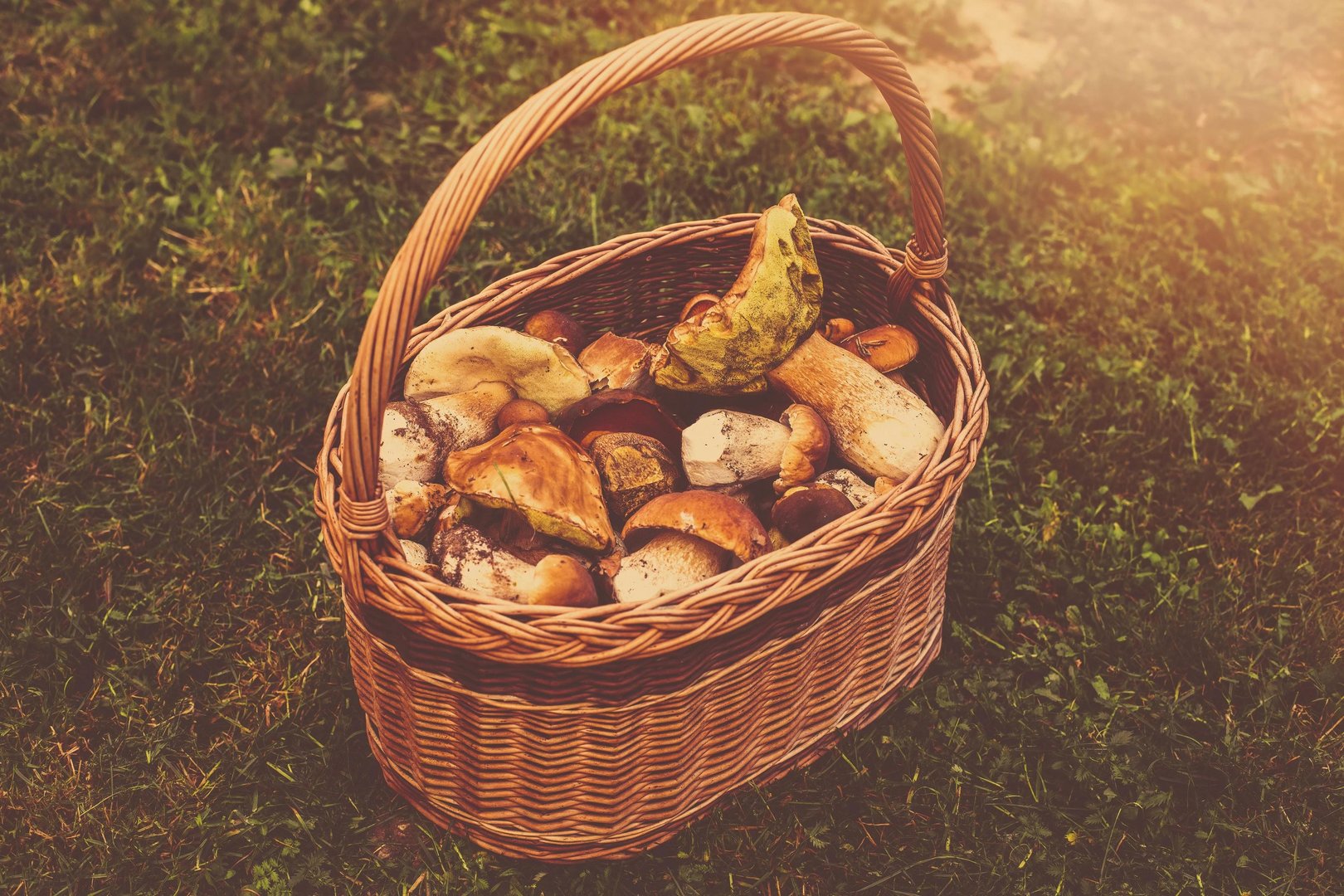 Sezona gob: pravila gobarjenja, ki jih ne smete prezreti - Metropolitan.si