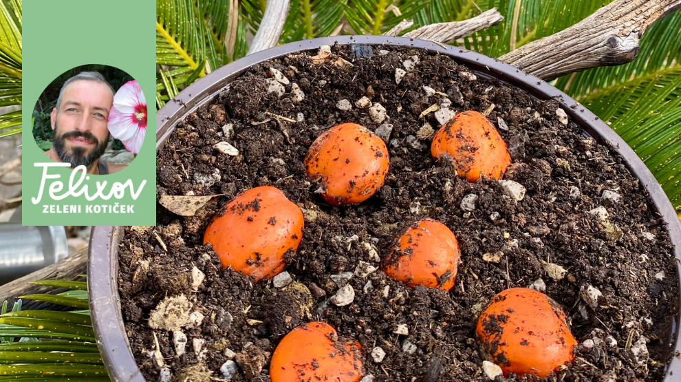 Ste kdaj posadili staro seme, iz katerega je zrastla čudovita rastlina ...
