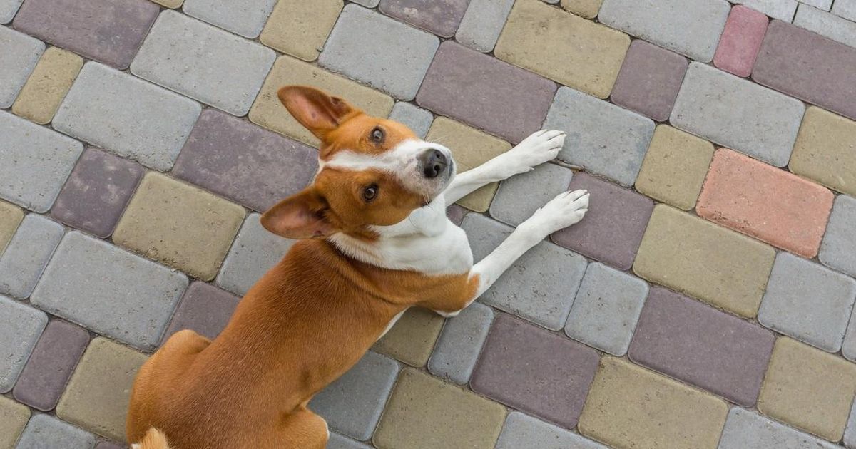 Razkrivamo, katera pasma psa je najprimernejša, če živite v bloku ...