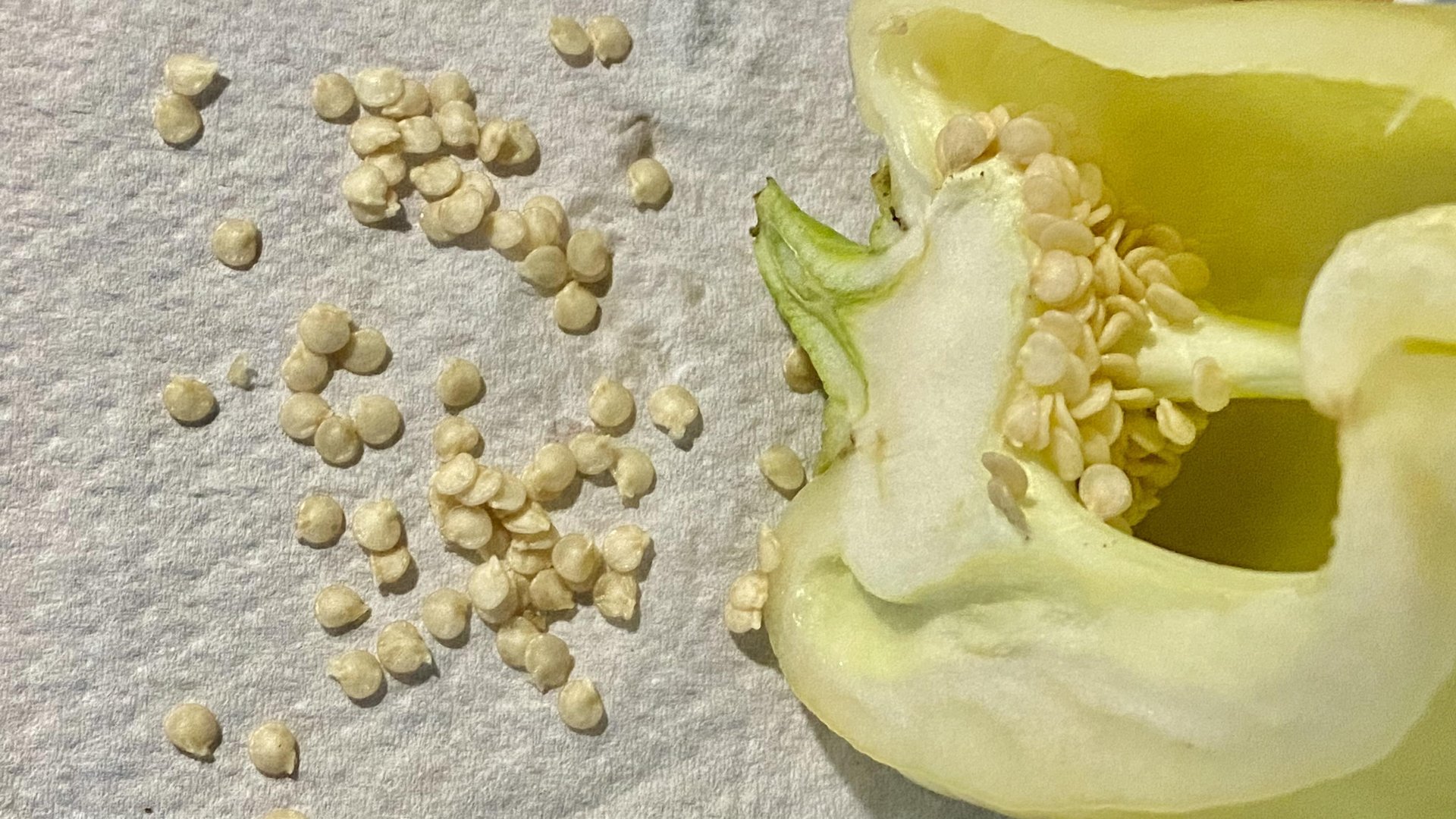 Ste kdaj posadili staro seme, iz katerega je zrastla čudovita rastlina ...