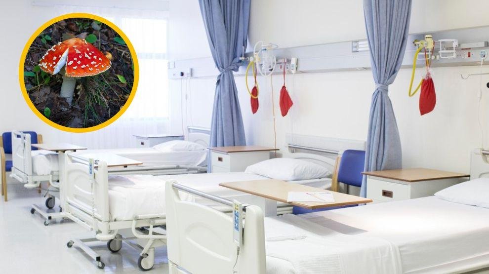 Ženska na tržnici prodajala strupene gobe, več ljudi v kritičnem stanju ...