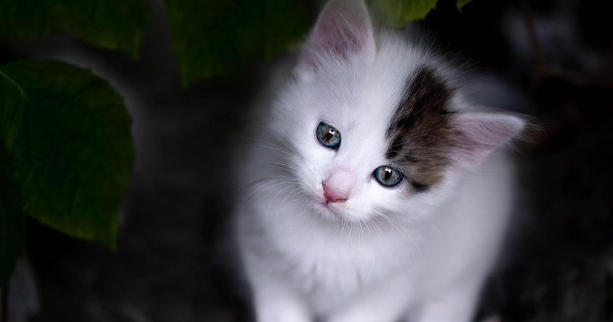 Šokantno je, koliko potomcev lahko ima nesterilizirana mačka le v nekaj ...