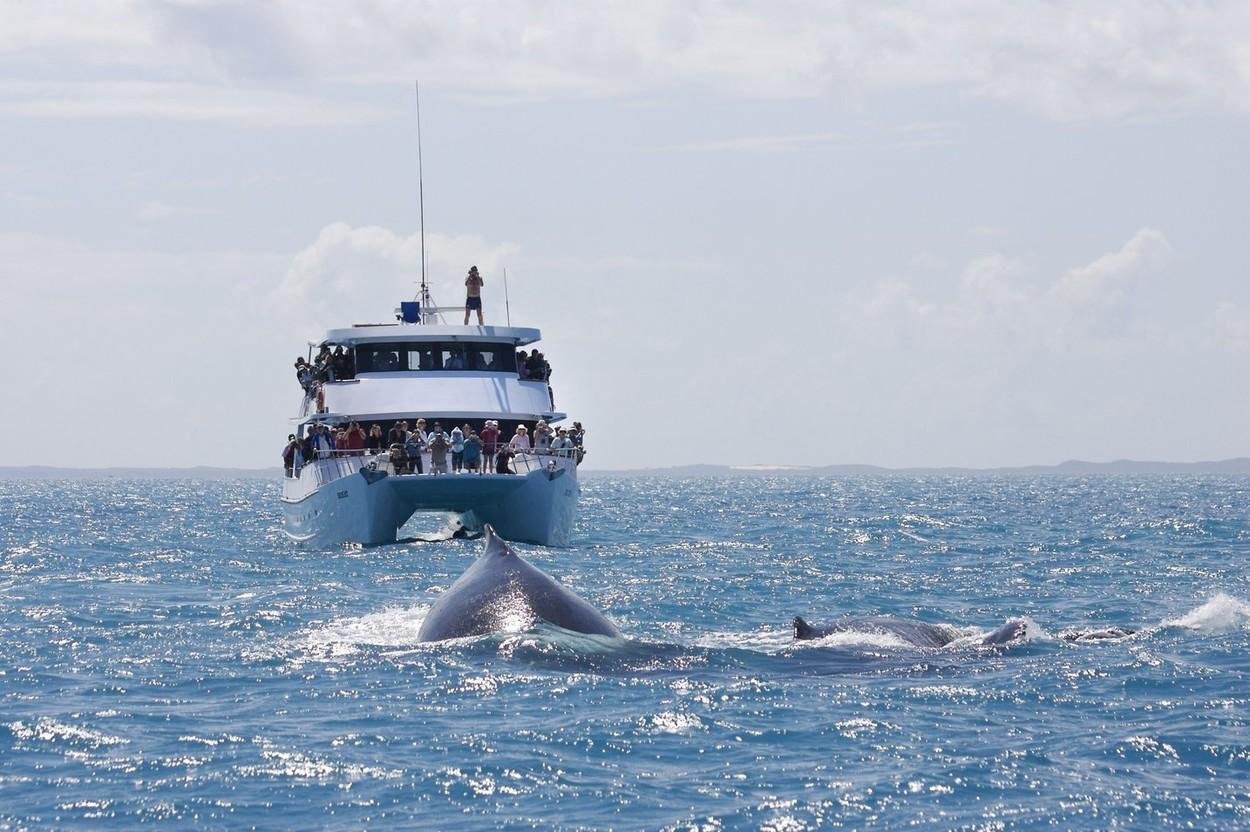 Migracija kitov od Antarktike do ekvatorja odslej bolj varna ...
