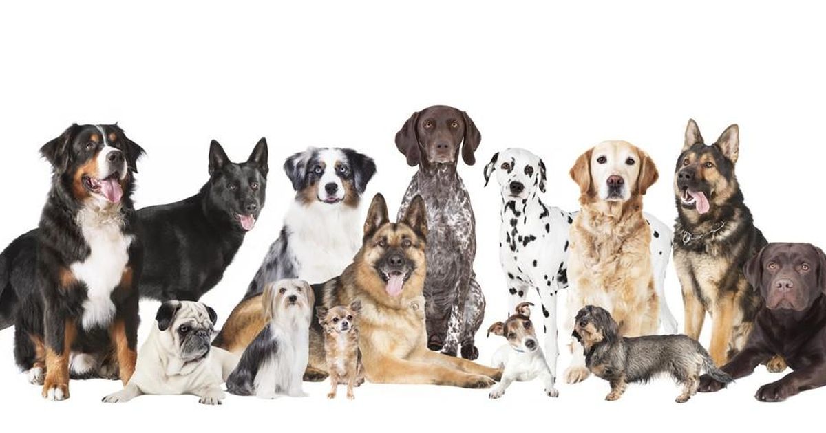 Uganete, katera je najbolj priljubljena pasma psov na svetu ...