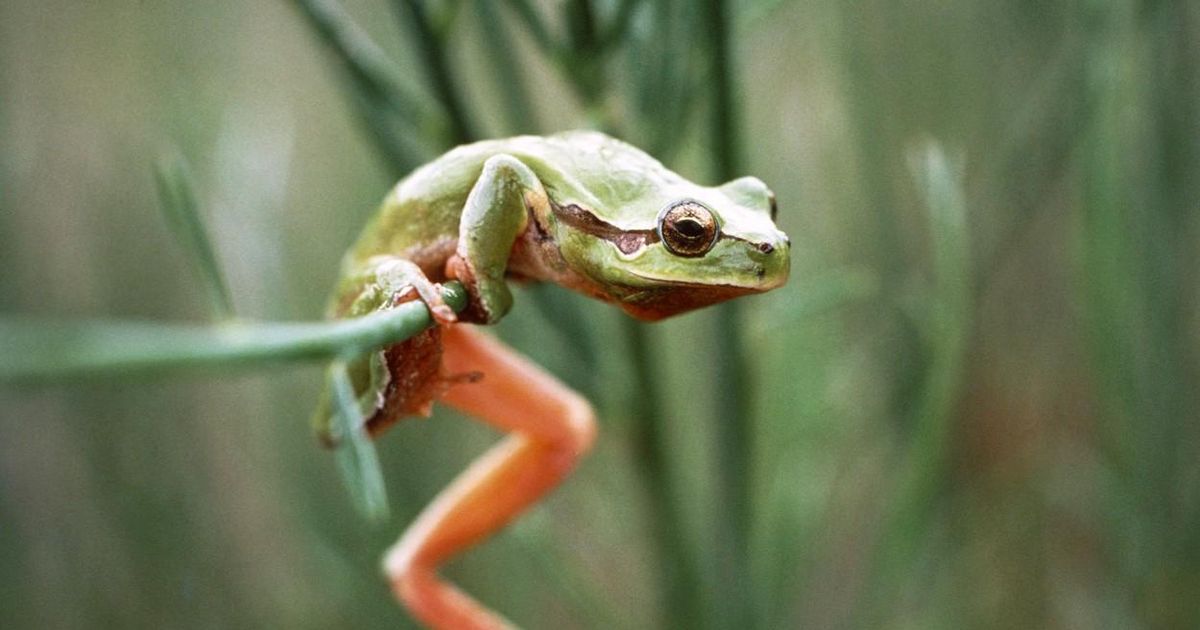 Žabe so se po nesreči v Černobilu močno spremenile - Metropolitan.si