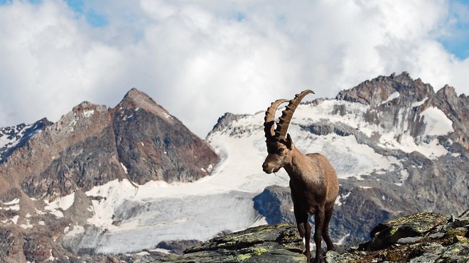 Stroka prepoznava alpskega kozoroga za domorodno slovensko vrsto ...