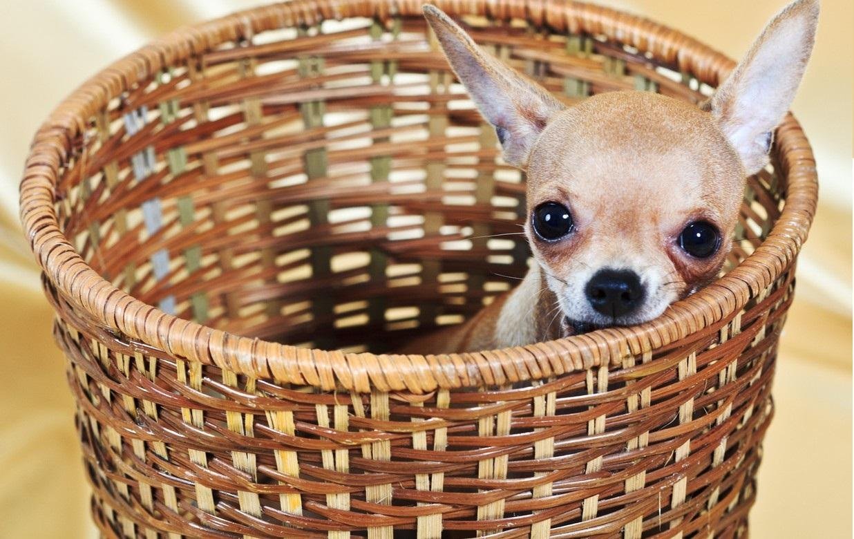 Najmanjša pasma psov na svetu je hkrati tudi tista, ki živi najdlje ...