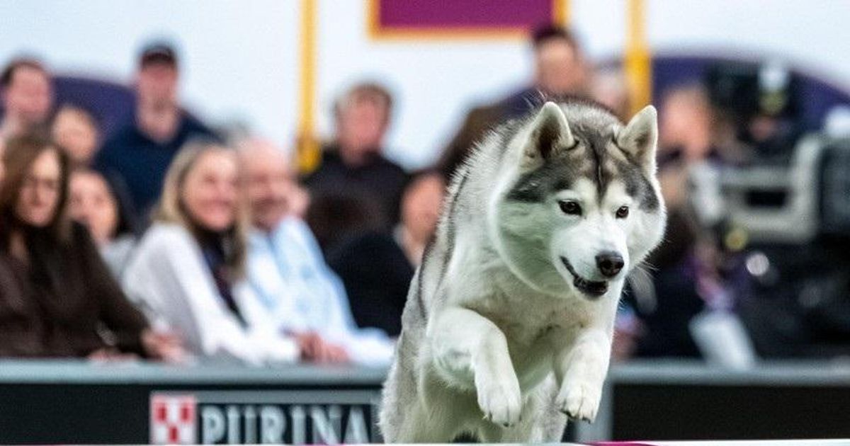 Norčavi sibirski haski na tekmovanju v agilitiju ujel svoj trenutek ...