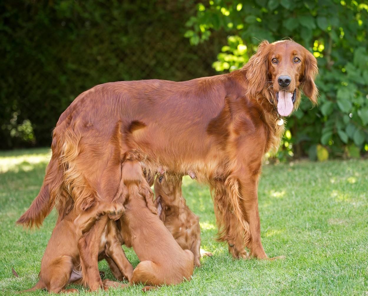 5 pasem psov, ki so primerne za družine z otroki - Metropolitan.si