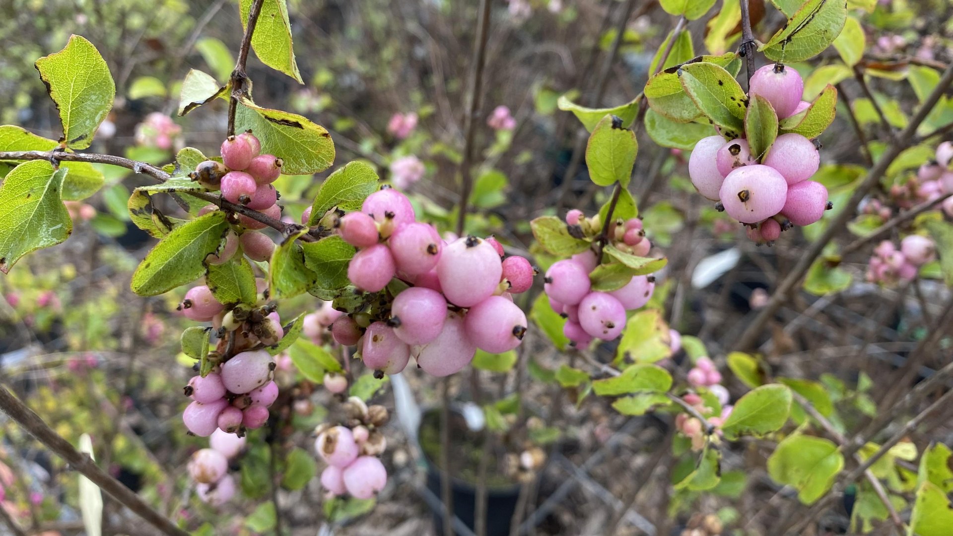 Pozimi so še posebej privlačne okrasne rastline s plodovi: poglejte vse ...