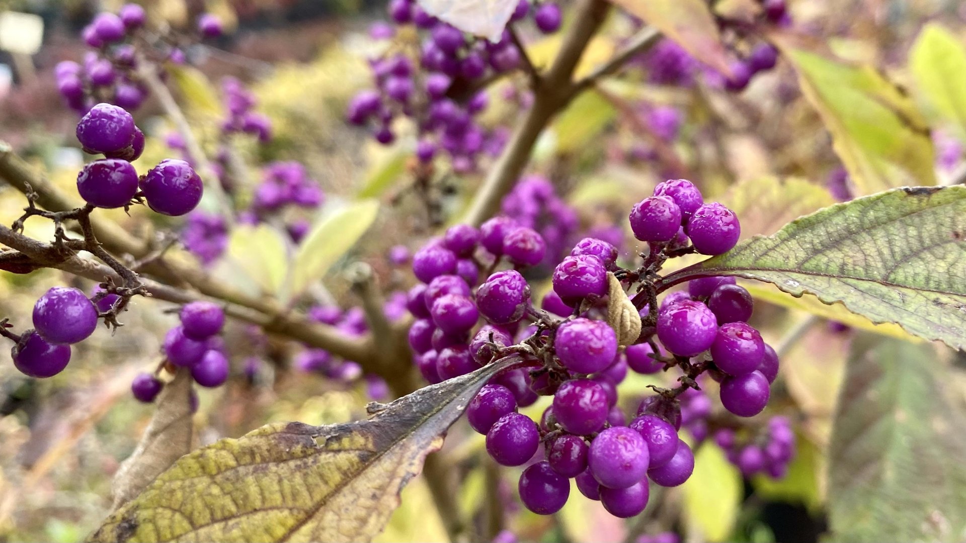 Pozimi so še posebej privlačne okrasne rastline s plodovi: poglejte vse ...
