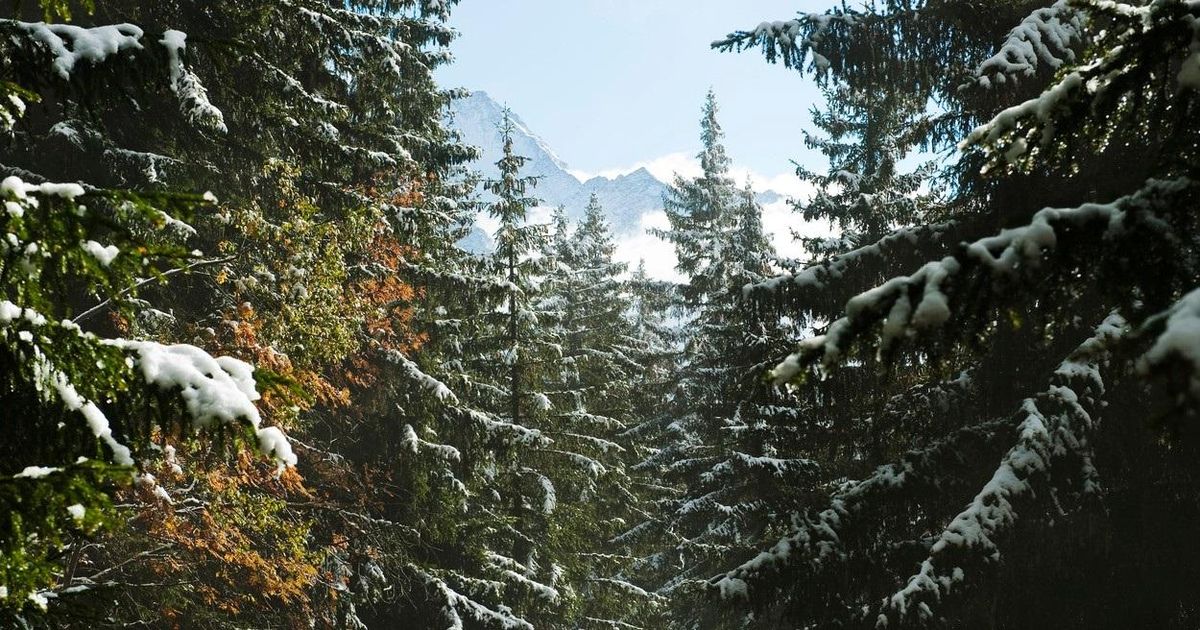 Gozdovi so naše največje bogastvo, kdo najlepše skrbi za njih ...