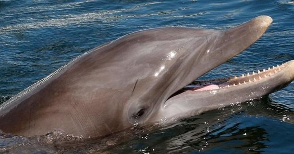 Delfin Prešeren nima samo posebnega imena, postal je tudi absolutni ...