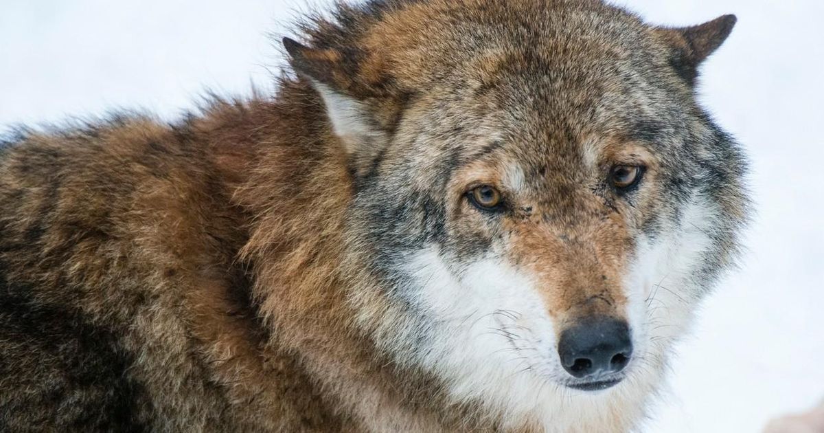 Sestradani volkovi vse bližje Šibeniku, ljudje pa v strahu ...