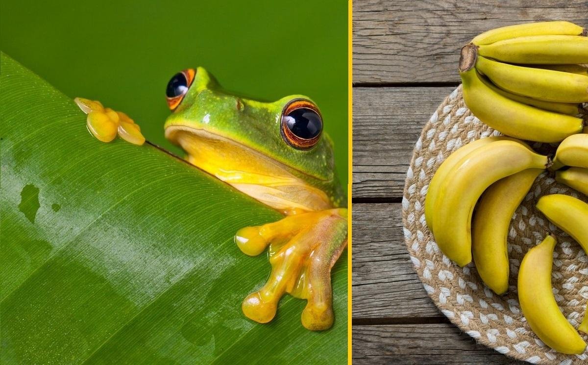 Žaba v bananah prepotovala skoraj 7000 kilometrov! - Metropolitan.si