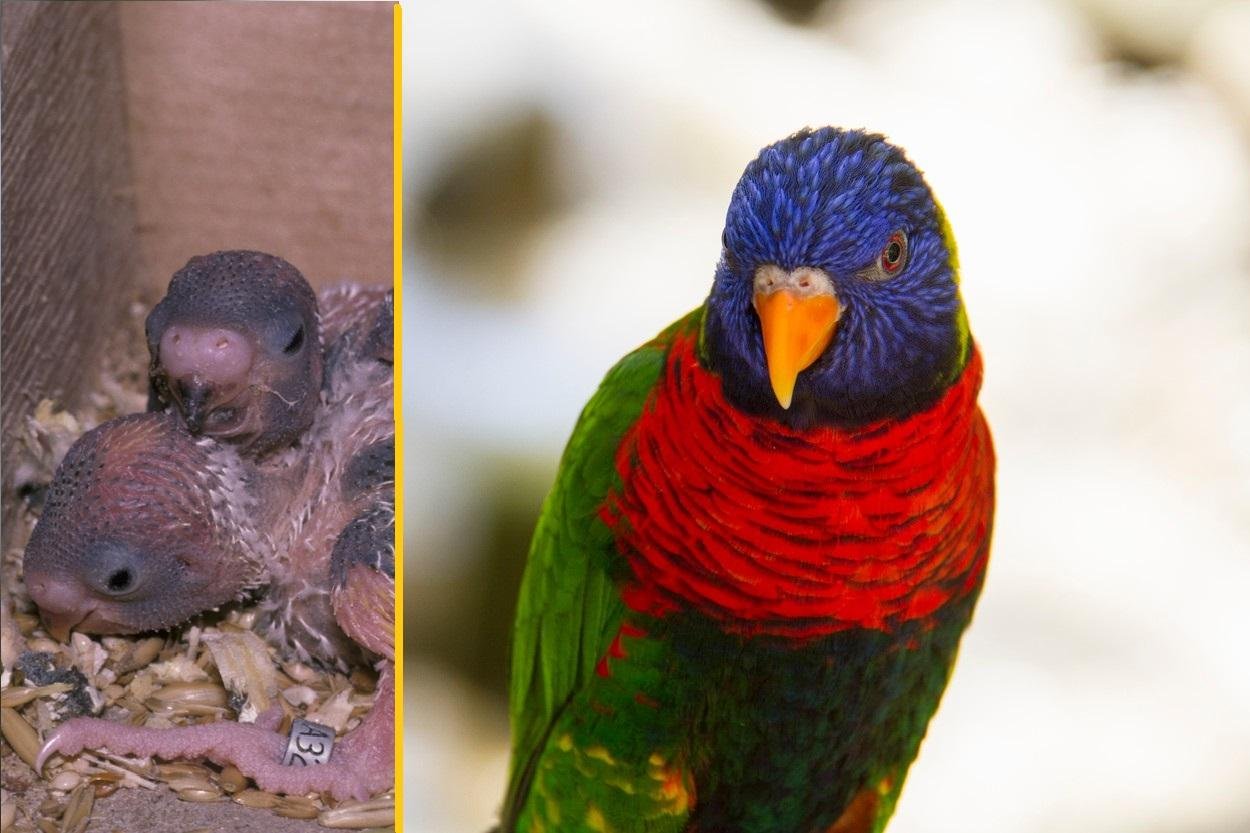 Tako izgleda 'porodnišnica', kjer na svet prihajajo papige – v ...