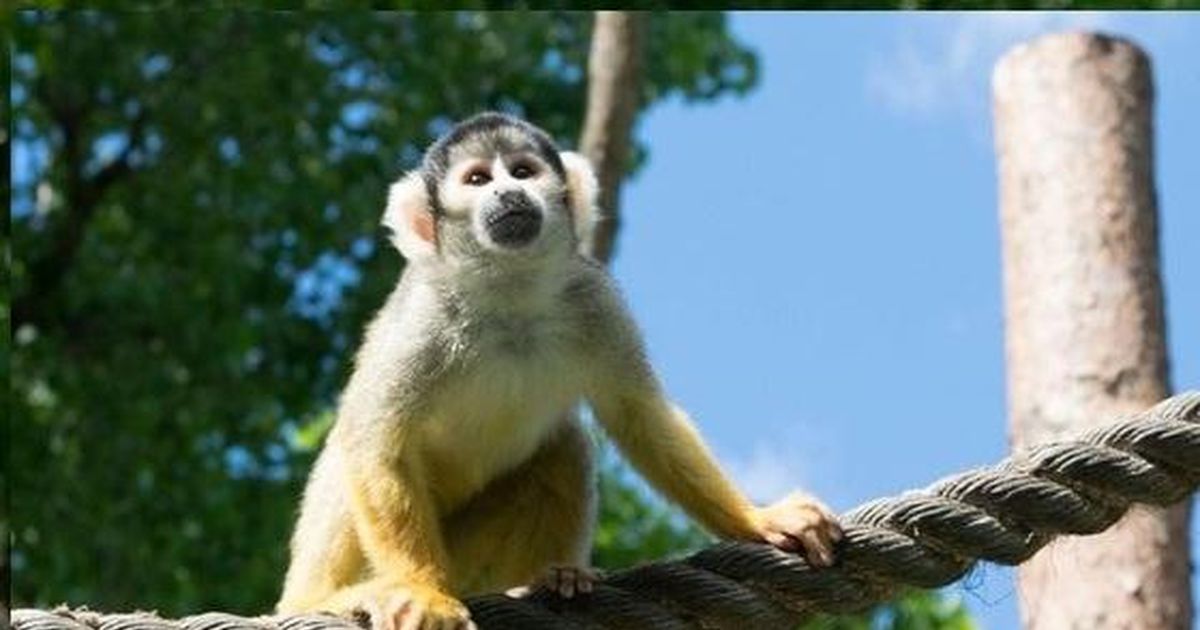 Jastreb poginil, dve opici izginili, leopard pa pobegnil – kaj se ...