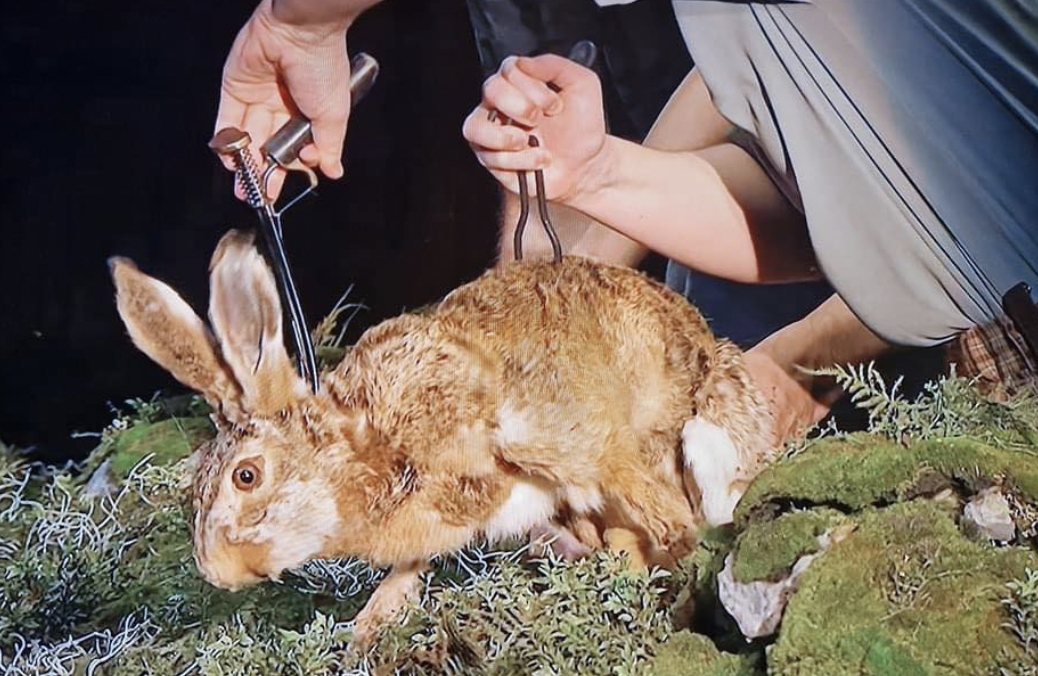 Nagačen zajec na Prešernovi proslavi: oglasil se je režiser in pojasnil ...