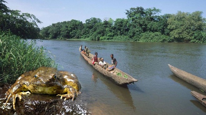 Šokiralo vas bo, kako velika je največja žaba na svetu! - Metropolitan.si