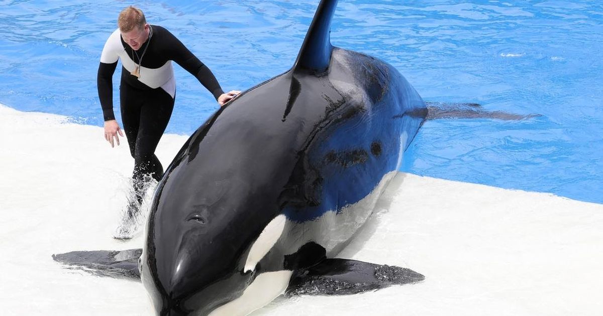 Poginila je Kiska, najbolj osamljena orka na svetu (pozor, srce parajoč ...