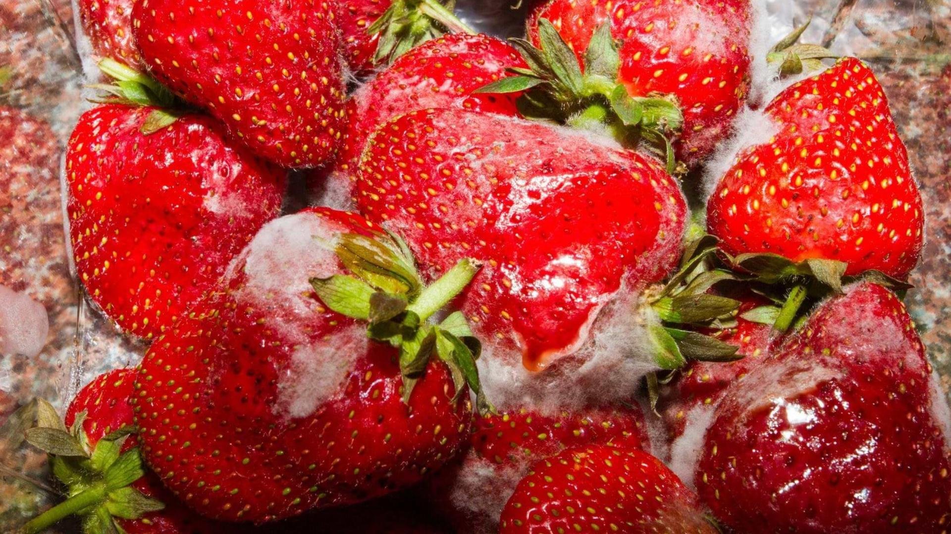 Plesen na hrani - kaj pa zdaj? Odrežete in živilo brezskrbno pojeste ...